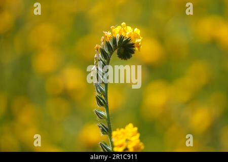 Tiny Yellow-Orange wildflower, Fiddleneck bloom in Diamond Valley Lake ...