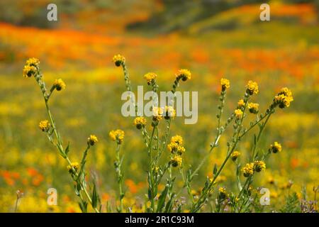 Tiny Yellow-Orange wildflower, Fiddleneck bloom in Diamond Valley Lake ...