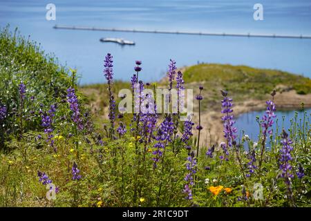 Chia Phacelia columbaria purple wild flowers bloom in Souther ...