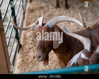 Palmera goat Spanish autochthonous breed from Canary Island of La Palma ...