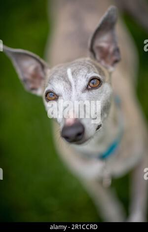 Male adult Wippet looking up for a portrait Stock Photo - Alamy