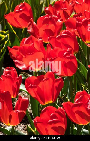 Red Darwin Hybrid tulips (Tulipa) Parade bloom in a garden in April ...