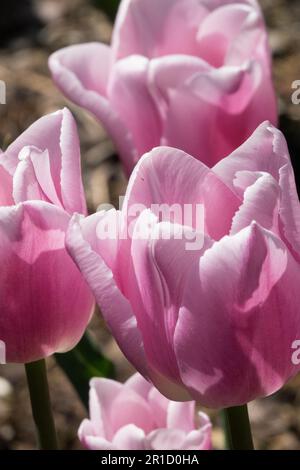 Triumph Tulip 'Gabriella', Triumph Tulip Stock Photo - Alamy