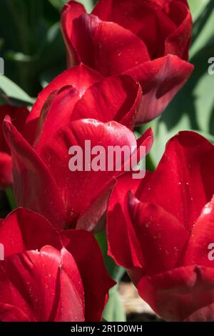 Red Triumph tulips (Tulipa) Pallada bloom in a garden in March Stock ...