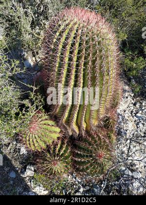 Ferocactus pilosus, also known as Mexican lime cactus (Viznaga De Lima ...