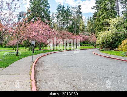 Spring cherry trees at Seward Park in Seattle, Washington Stock Photo ...