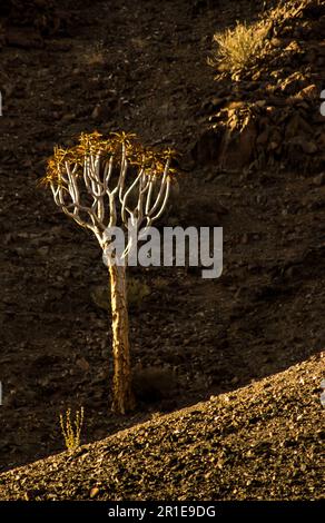 Majestic Quiver Tree (Aloidendron dichotomum) stands tall in the arid ...
