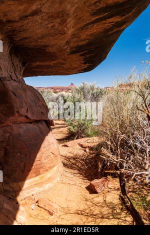 Cave Spring Trail; 1,000 year old ancestral site & cowboy camp ...