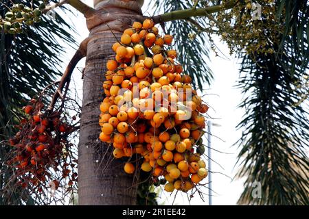 Areca catechu Common names areca nut palm, betel nut palm, Indian nut ...