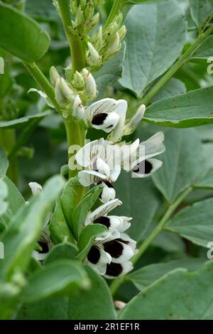 Broad bean plants in a field near Bugbrooke, Northamptonshire Stock ...