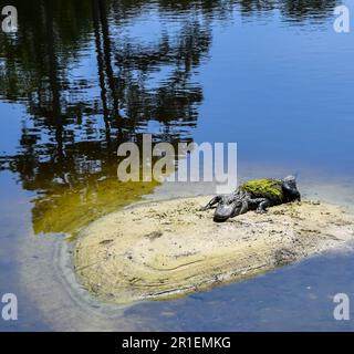 Large Alligator laying on the small island in the pond in the sunshine ...