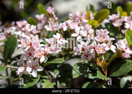 Rhaphiolepis is a genus of about fifteen species of evergreen shrubs and small trees in the ...