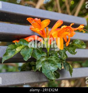 Campsis Tecoma radicans flower also known as trumpet vine trumpet ...