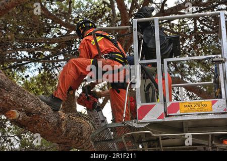 Firemen on lift platform, cutting fat branches of a pine Stock Photo ...