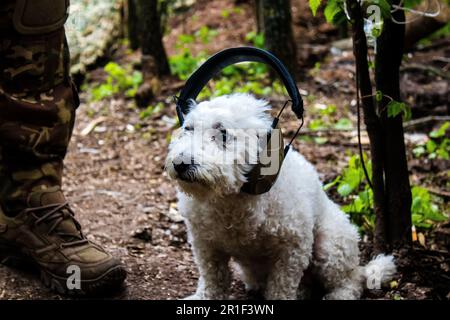Ukrainian soldier of the 28th Artillery Battalion with a tactical war ...