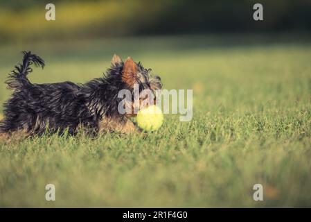 Yorkshire Terrier puppy playing with a tennis ball in the park Stock ...