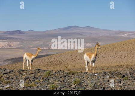 Vicunas in the remote Argentinian highlands - Traveling and exploring ...