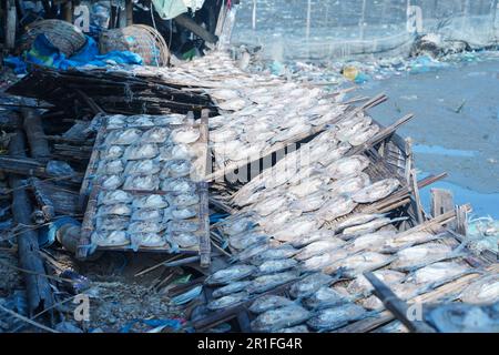 Traditional process of drying the salted fish under direct sunlight in ...