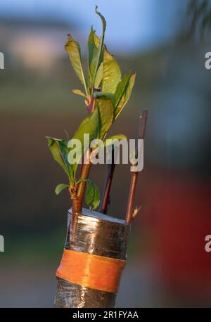 Expertly grafted peach tree growing strong on cherry plum rootstock ...