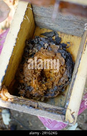 Interior view of a beehive of ancient mayan stingless bees tetragonisca ...