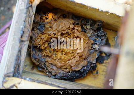 Interior view of a beehive of ancient mayan stingless bees tetragonisca ...