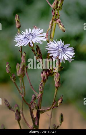 Closeup of a beautiful blue Lactuca flower growing on a bright summer ...