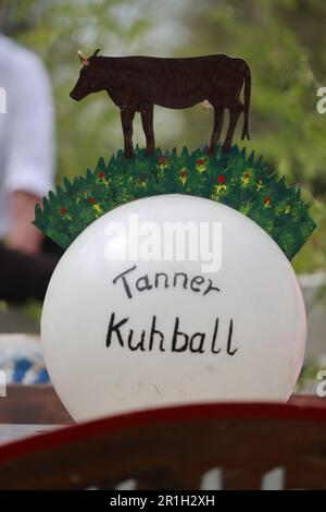 14 May 2023, Saxony-Anhalt, Tanne: Cows of the species Harzer Rotes ...