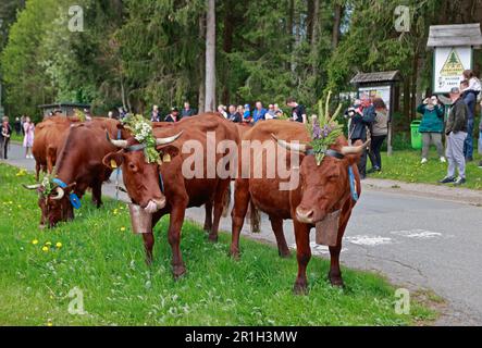 14 May 2023, Saxony-Anhalt, Tanne: Cows of the species Harzer Rotes ...