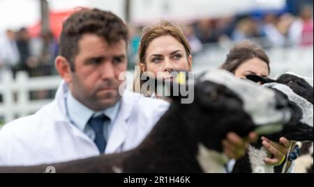 Dutch Spotted Sheep at the Great Yorkshire Show, England Stock Photo ...