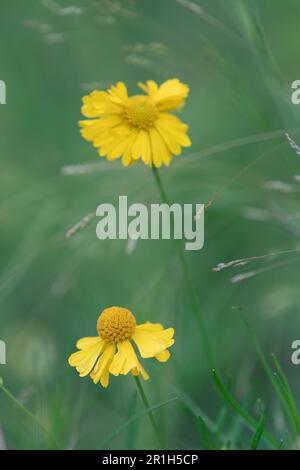Yellow Sneezeweed, Helenium amarum Stock Photo - Alamy
