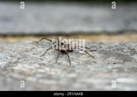 Black small spider on stone. Summer sunny day Stock Photo - Alamy