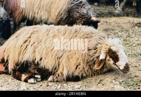 Jordan: Bedouin nomadic tribesmen / shepherds, take care of sheep in ...