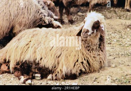 Jordan: Bedouin nomadic tribesmen / shepherds take care of sheep in the ...