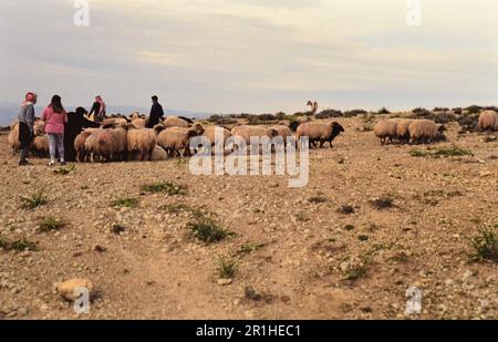 Jordan: Bedouin nomadic tribesmen / shepherds, take care of sheep in ...