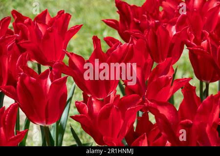 Red lily-flowered tulips (Tulipa) Queen Rania bloom in a garden in ...