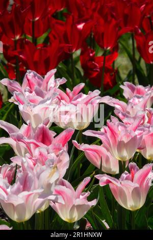 Pink and red lily flowers on grey stone background. Home decor Stock ...