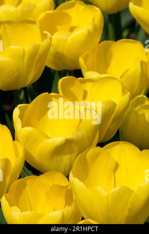 Yellow tulips, Tulipa "Yellow Angel", Single Late Tulip cultivars Stock ...