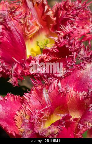 Fringed Tulip "Joint Division" Tulipa Fringed Tulips Bright Red Stock ...