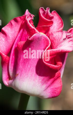 Bright Red, Coronet Tulip, Tulipa "Crown of Dynasty", Close up, Tulip ...
