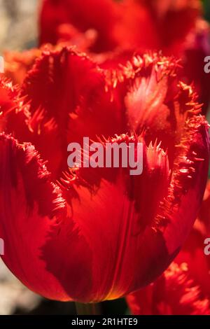 Red fringed tulip (crispa) on white background Stock Photo - Alamy