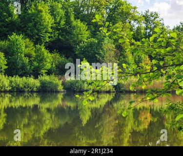 pond in beech woods. nature scenery with trees reflecting on the water ...