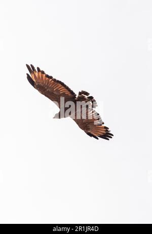 Savannah Hawk (Buteogallus meridionalis) in Brazil Stock Photo - Alamy