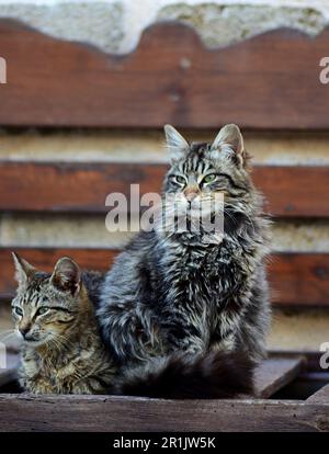 Two Maine Coon cats sitting on the grass in the daytime Stock Photo - Alamy