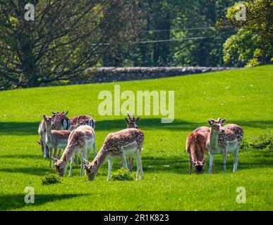 Herd of fallow deer in Hopetoun House country estate, Scotland, UK ...