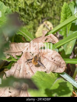 Fluffy orange Dark-Edged Bee-fly / Bombylius major resting on leaf in ...