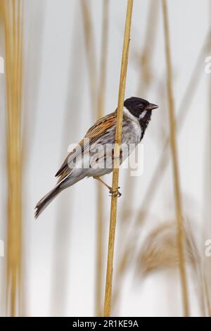 Reed bunting, (Emberiza schoeniclus), St Cyrus NNR, Aberdeenshire ...