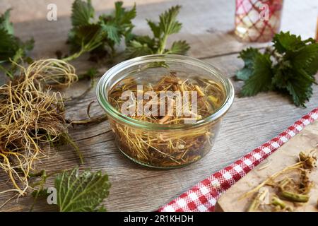 Stinging nettle root macerating in alcohol in a glass jar - preparation ...