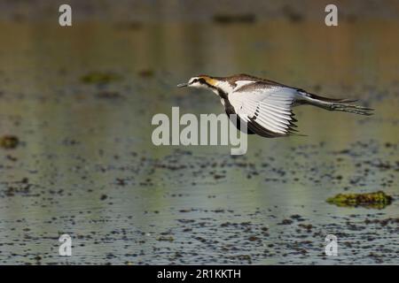 A pheasant tailed jacana flying over a paddy field Stock Photo - Alamy