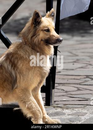 Garafian sheepdog spanish breed and native breed to the Island of La ...