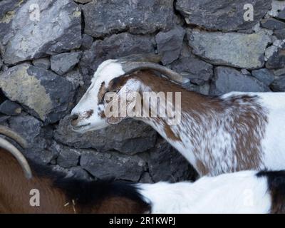 Majorera goat, native breed in Tenerife of the Canary Island Stock ...